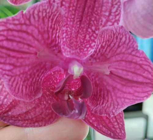 Орхидея фаленопсис бабочка Кимоно