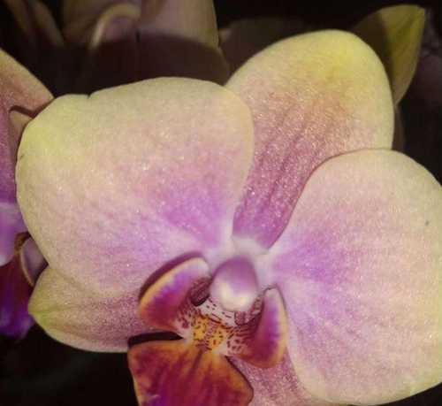 Орхидея фаленопсис жёлтые оттенки
