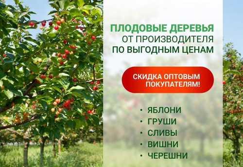 Плодовые деревья. Крупномеры и саженцы