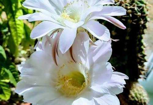 Цветущий кактус Эхинопсис