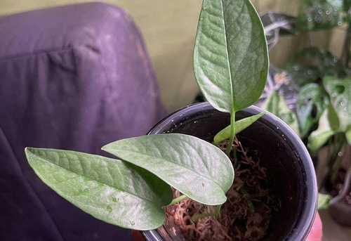 Эпипренум себу блю