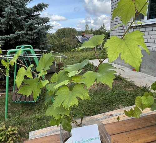 Саженцы винограда Кишмиш Запорожский