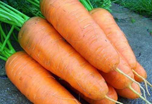 Семена моркови шантанэ