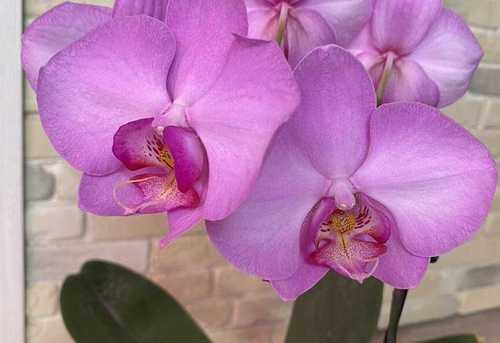 Орхидея фаленопсис гиганская