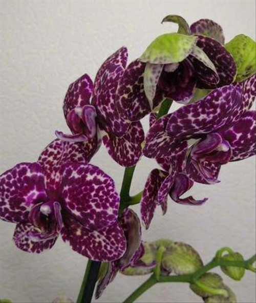 Орхидея фаленопсис Wild Cat