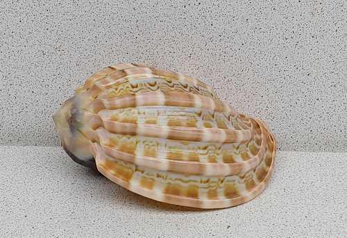 Харпа 9,1 морская ракушка раковина