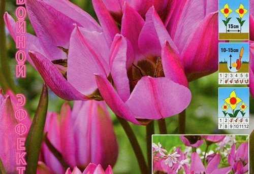 Луковицы тюльпанов ботанический Виолетта 1 шт