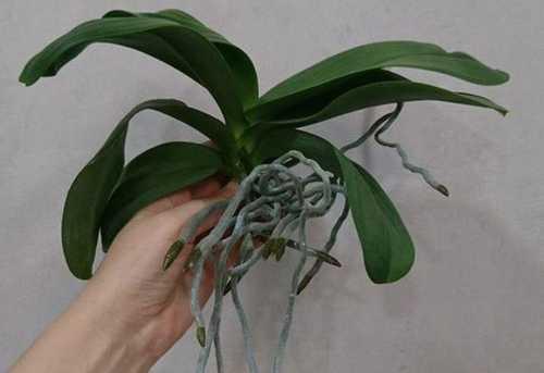 Орхидея фаленопсис Кимоно большая детка