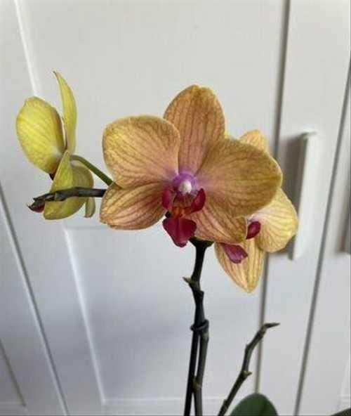 Орхидея фаленопсис Piacenza, midi