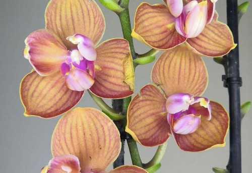 Орхидея бабулетка Тамара