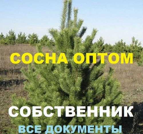 Сосны елки живые оптом