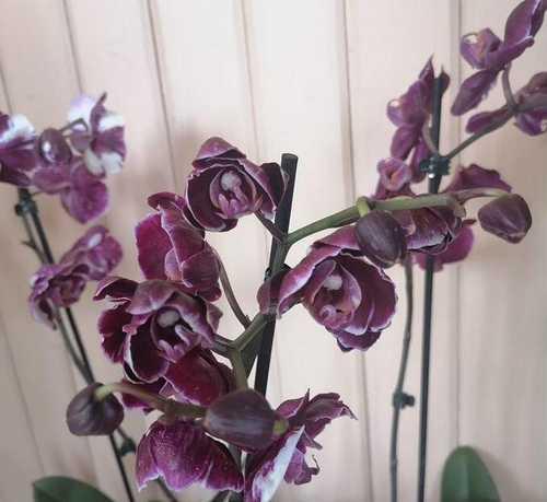 Орхидея фаленопсис каменная роза 5шт