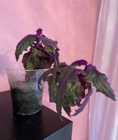 Гинура цветок бархотные фиолетовые листочки
