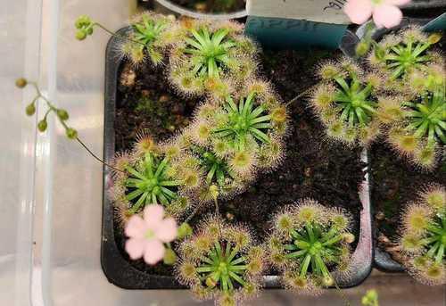 Росянка Drosera pulchella