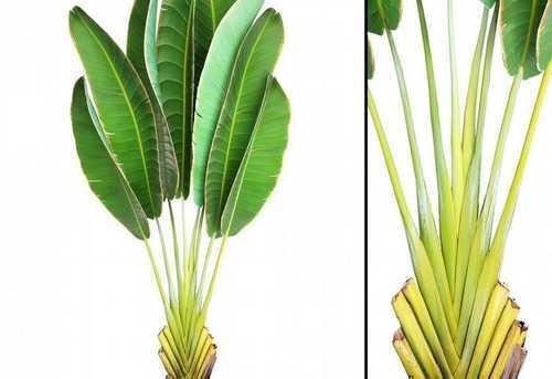 Пальма Равенала Коллекционное растение