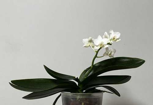 Орхидея/Фалленопсис белый