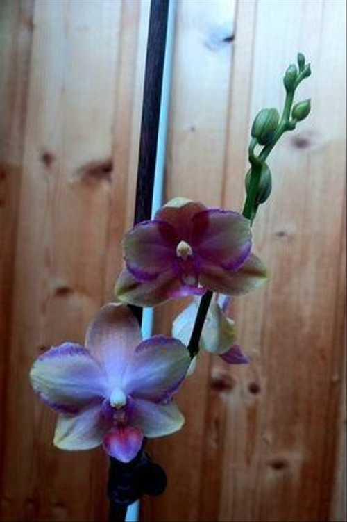 Орхидея фаленопсис Taisuco Jasper Тайсуко Джаспер