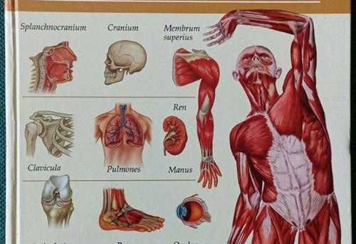 Человеческое тело. Иллюстрированный атлас