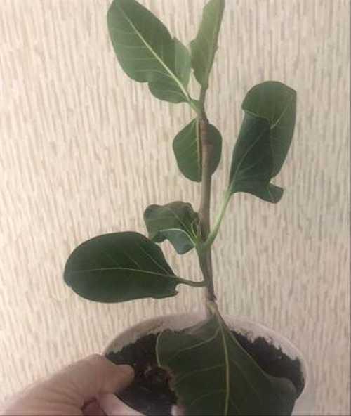 Фикус Кришна крайне редкий