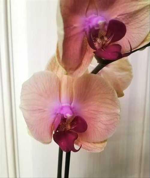 Орхидея фаленопсис Карибская мечта