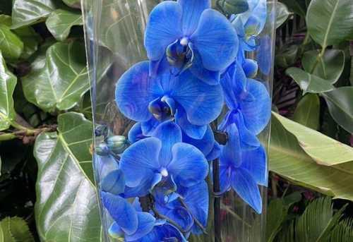 Орхидея синяя
