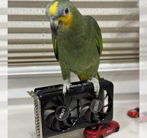 GTX 1650 4gb Palit GP