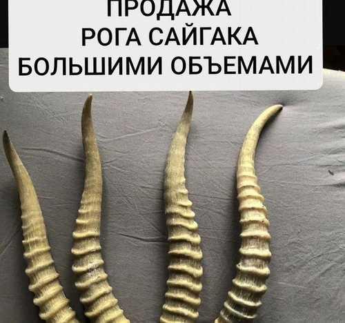 Рога