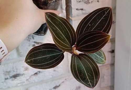 Лудизия,драгоценная орхидея