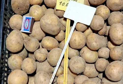 Семенной картофель сорта Гала