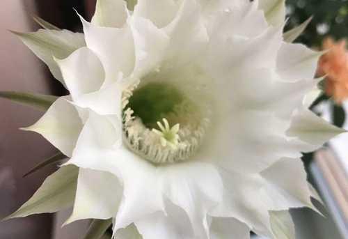 Кактус цветущий Эхинопсис