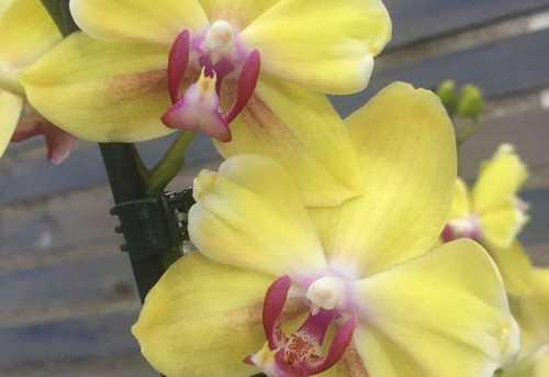 Орхидея фаленопсис Мирафлор Бантик