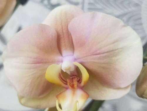 Орхидея "Африканский закат " два цветоноса