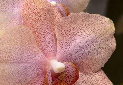 Орхидея фаленопсис шанелла