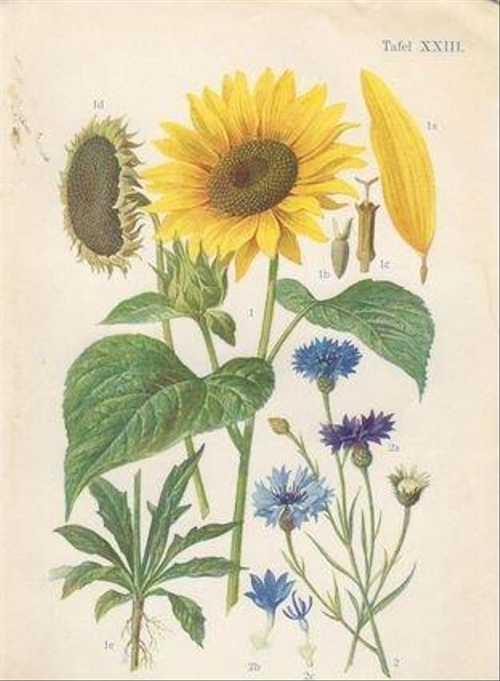 Литография. Германия. 1902 г. Ботаника. Цветы