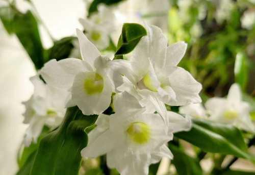 Орхидея дендробиум нобиле, цветёт