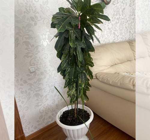 Кодиеум кротон (пестрый)