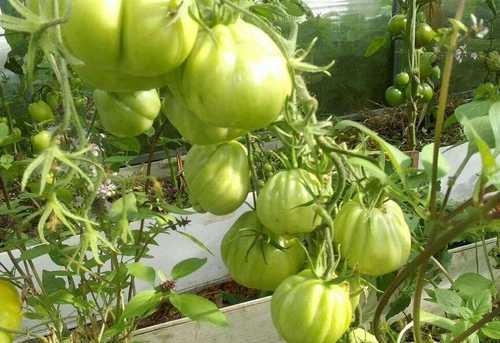 Семена томата из Болгарии