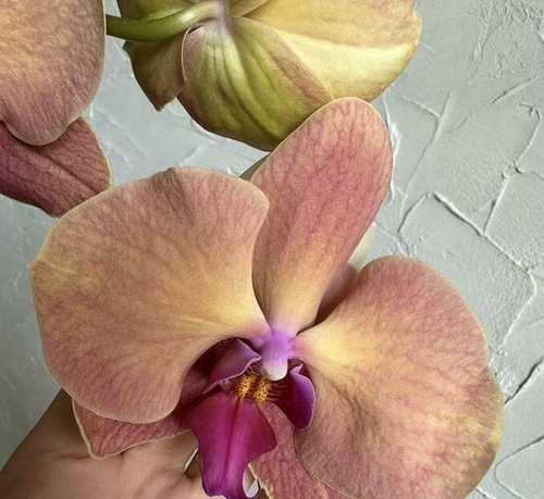 Орхидея фаленопсис аля Монза