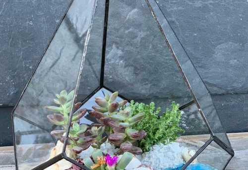 Флорариум Капля со цветущим литопсом