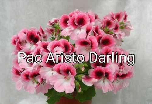 Пеларгония Pac Aristo Darling