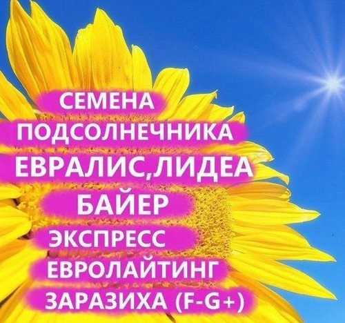 Семена подсолнечника Байер (Bayer), Казань