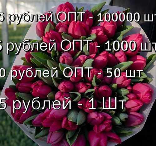 Тюльпаны к 8 марта оптом