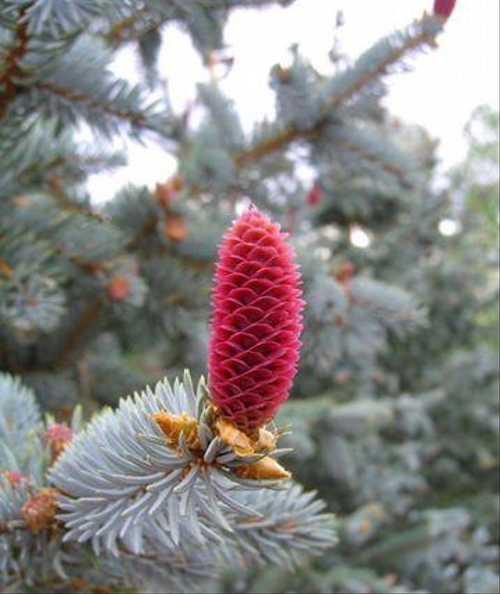 Голубая ель Хупси/Picea Hoopsii- саженцы деревьев