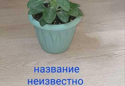 Домашнее растение