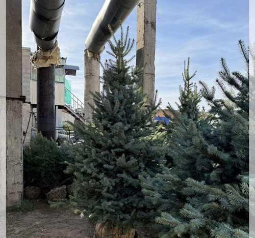 Ель колючая глаука