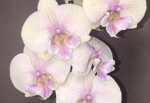 Сказочная орхидея Sunrise Kizz Биг Лип Big Lip