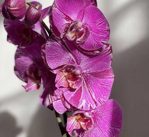 Орхидея фаленопсис мутант Зимняя вишня (Потер)