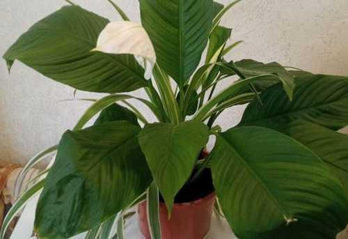 Комнатное растение (Спатифиллум+хлорофитум)