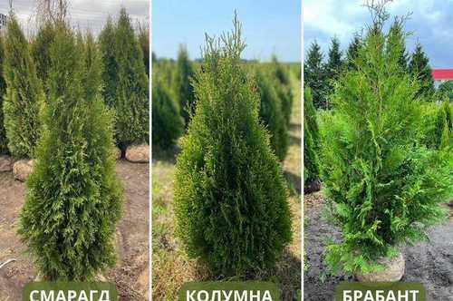 Туя из питомника оптом