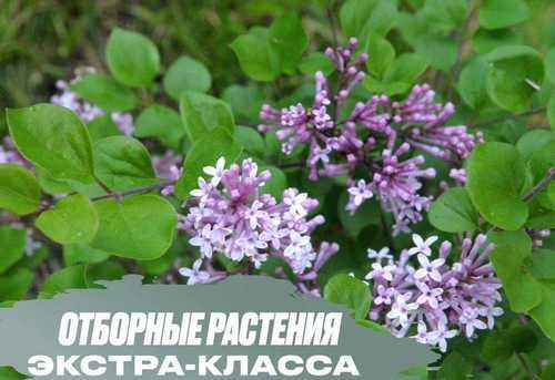 Сирень Мейера Палибин саженцы